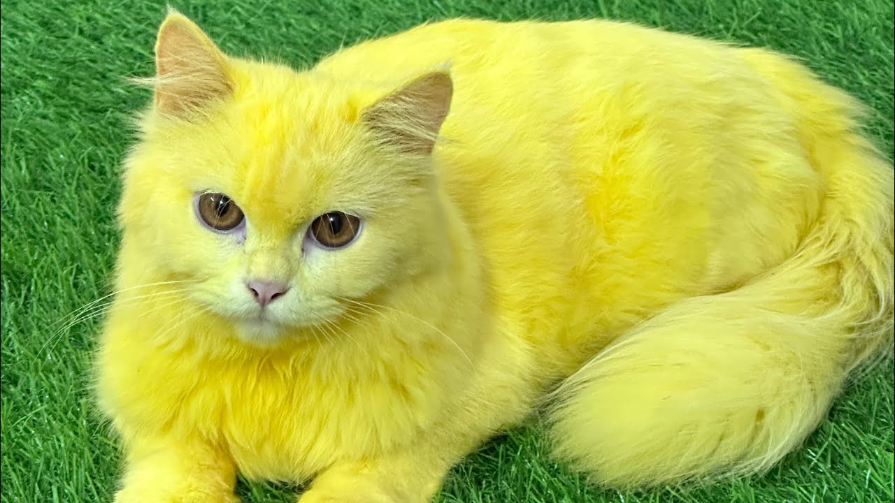 World first yellow cat | Different colours cat | unique colour cat ...