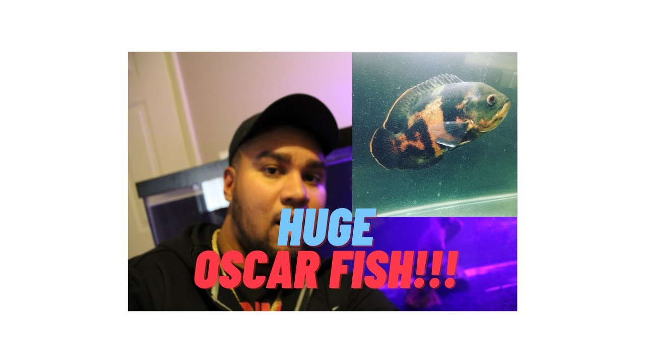 Oscar Fish Tank : Care Guide + Feeding (MOFO FISH) - YouTube