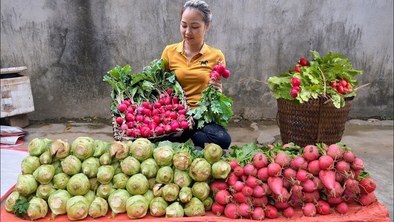 Harvest Red Radish and Kohlrabi goes to the market sell - YouTube