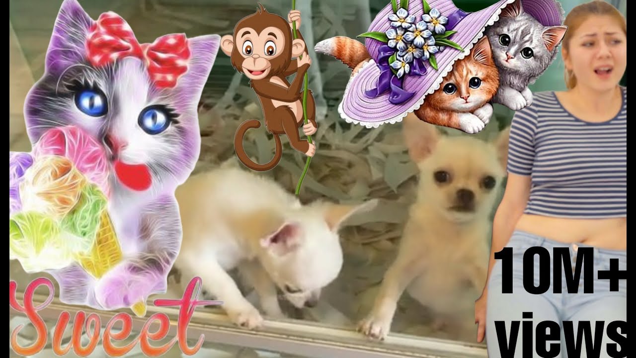 Learn family animals cet dog funny video #animals - YouTube