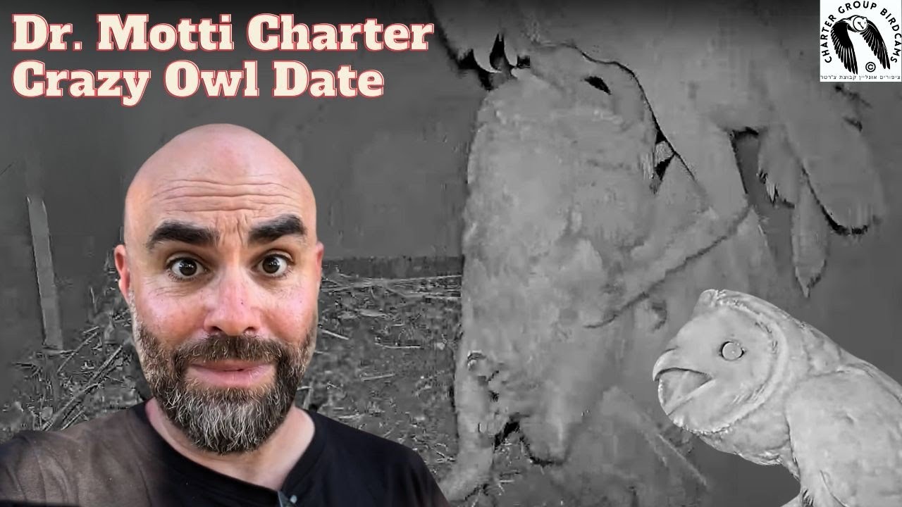 Wild Barn Owl Mating: From Attack to Love - Must Watch! | Dr. Motti ...