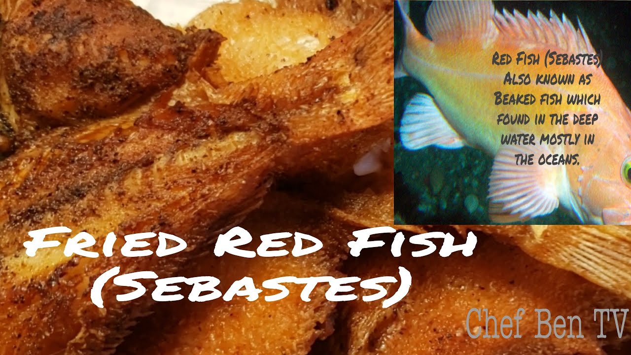 "RED FISH" | SEBASTES | 🇨🇦 - YouTube