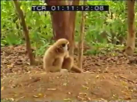 Funny Monkey Teasing Tiger - YouTube.flv