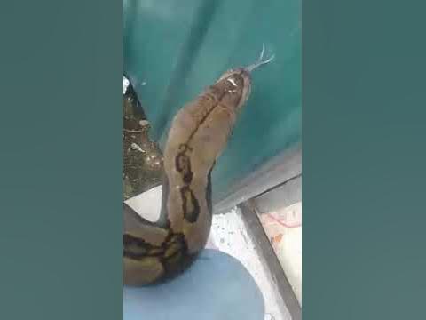 20 foot python set Free only wants to come home #reticulatuspython # ...
