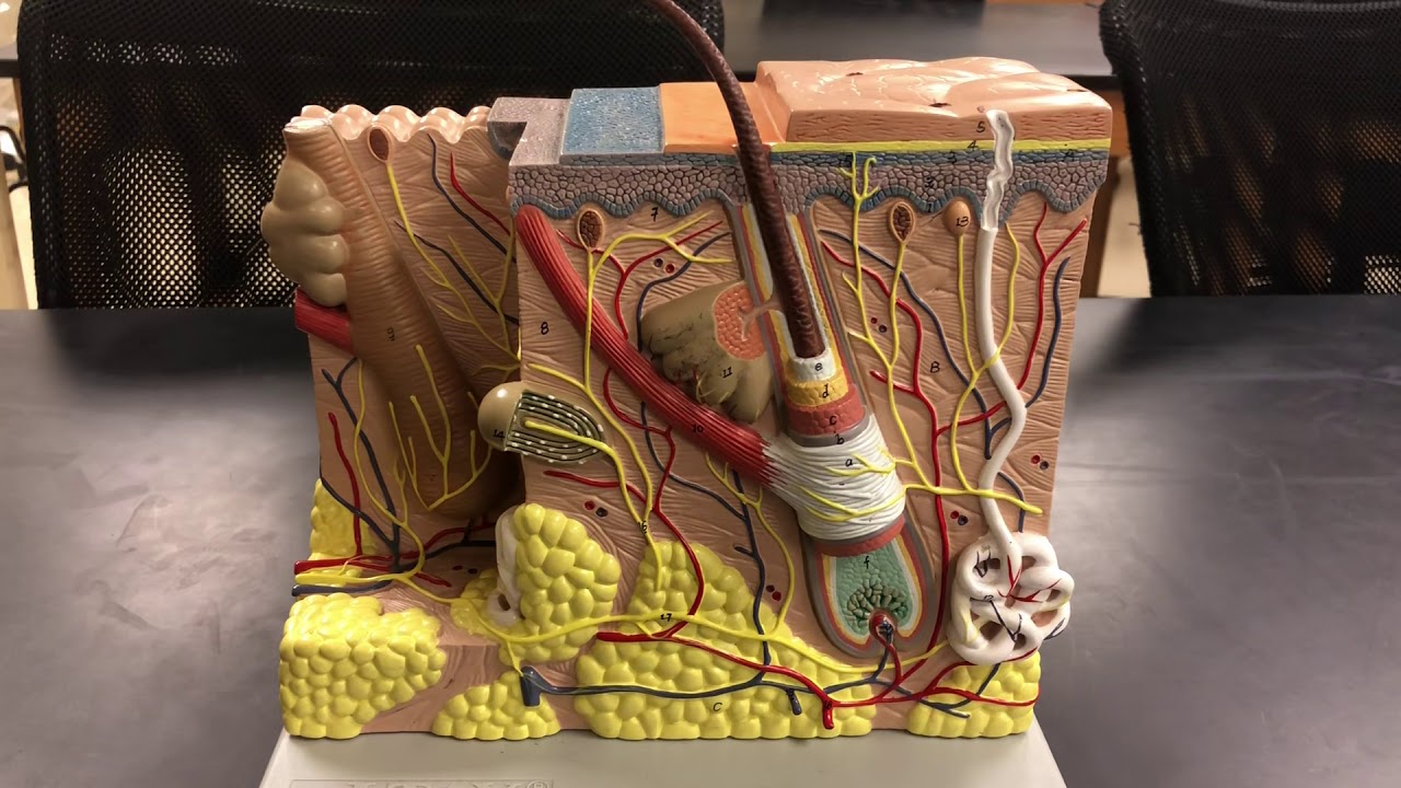 Skin Model 1 - YouTube