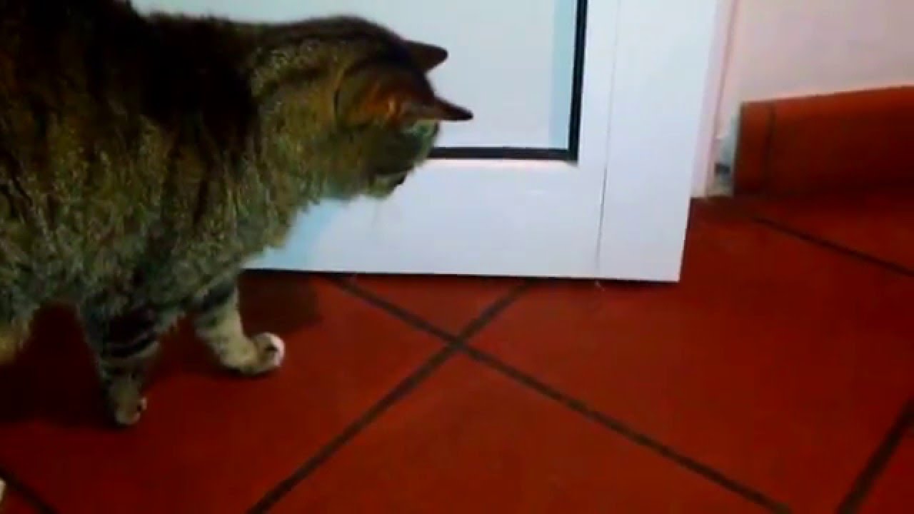 Priscilla the cat with glittering eyes... - YouTube