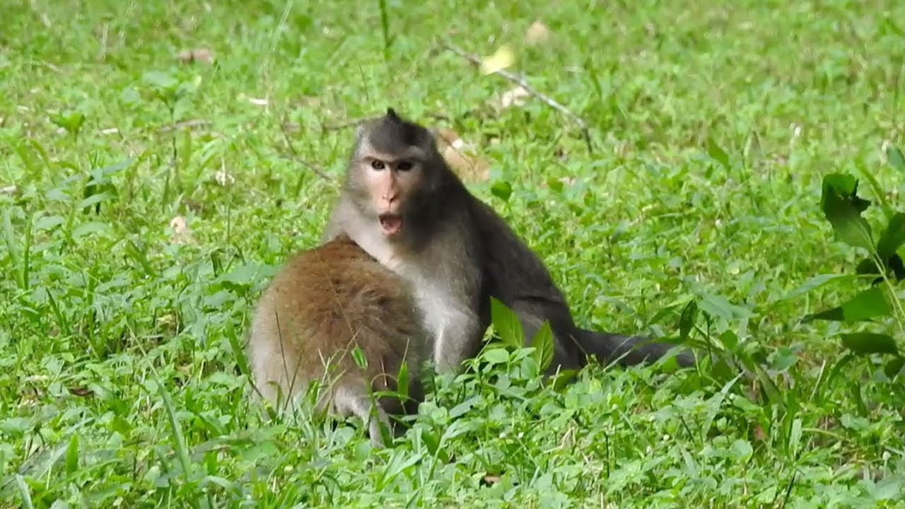 Monkey Fight | Monkeys Fighting and Playing - YouTube