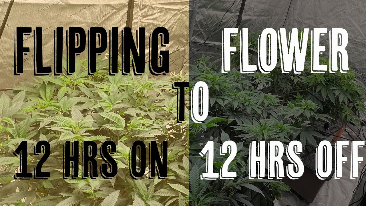 Flipping To Flower And Taking Clones Youtube