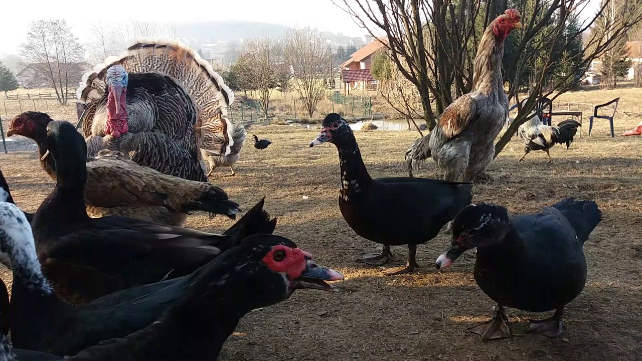 Hungry birds-Poultry farm! - YouTube