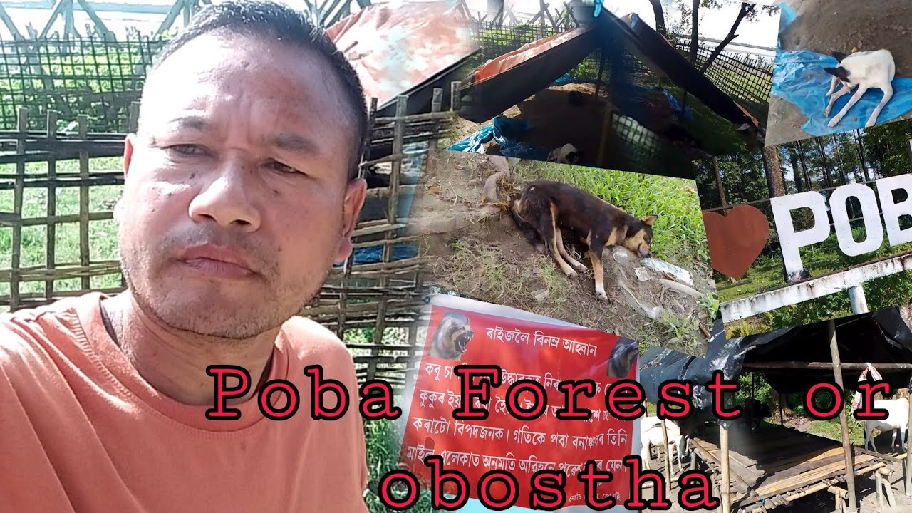 Poba Forest or obostha Sai bohut dukh lagile 😔 - YouTube