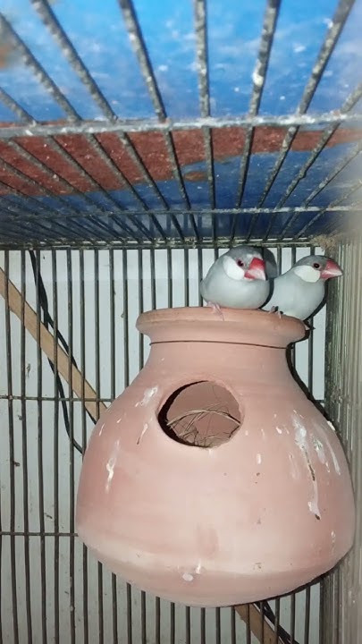 Silver Java breeder pair ready to breed - YouTube