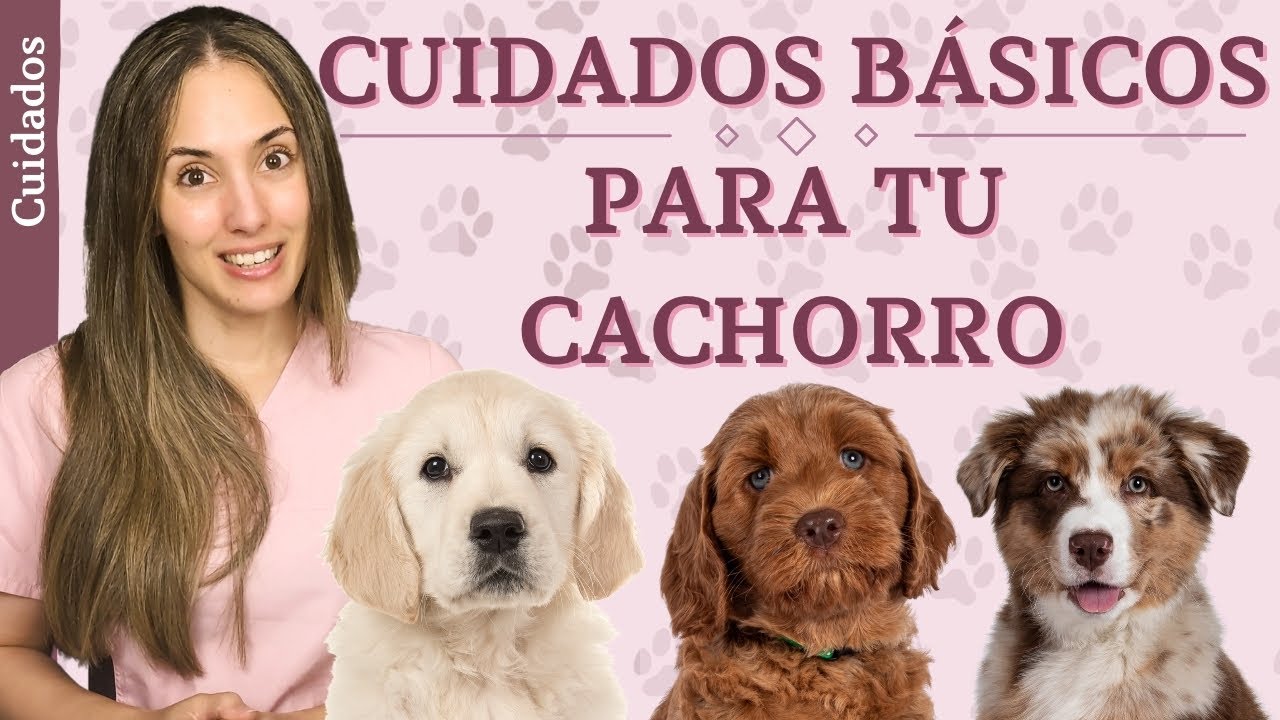Cuidados básicos para tu cachorro - YouTube
