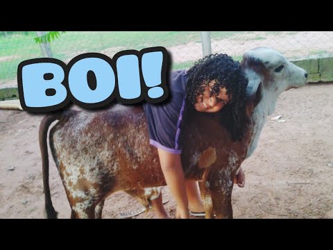 BOI, VACA, NOSSOS FILHOTES SÃO DOIS BEZERROS MANSO ALEXANDRE E ...
