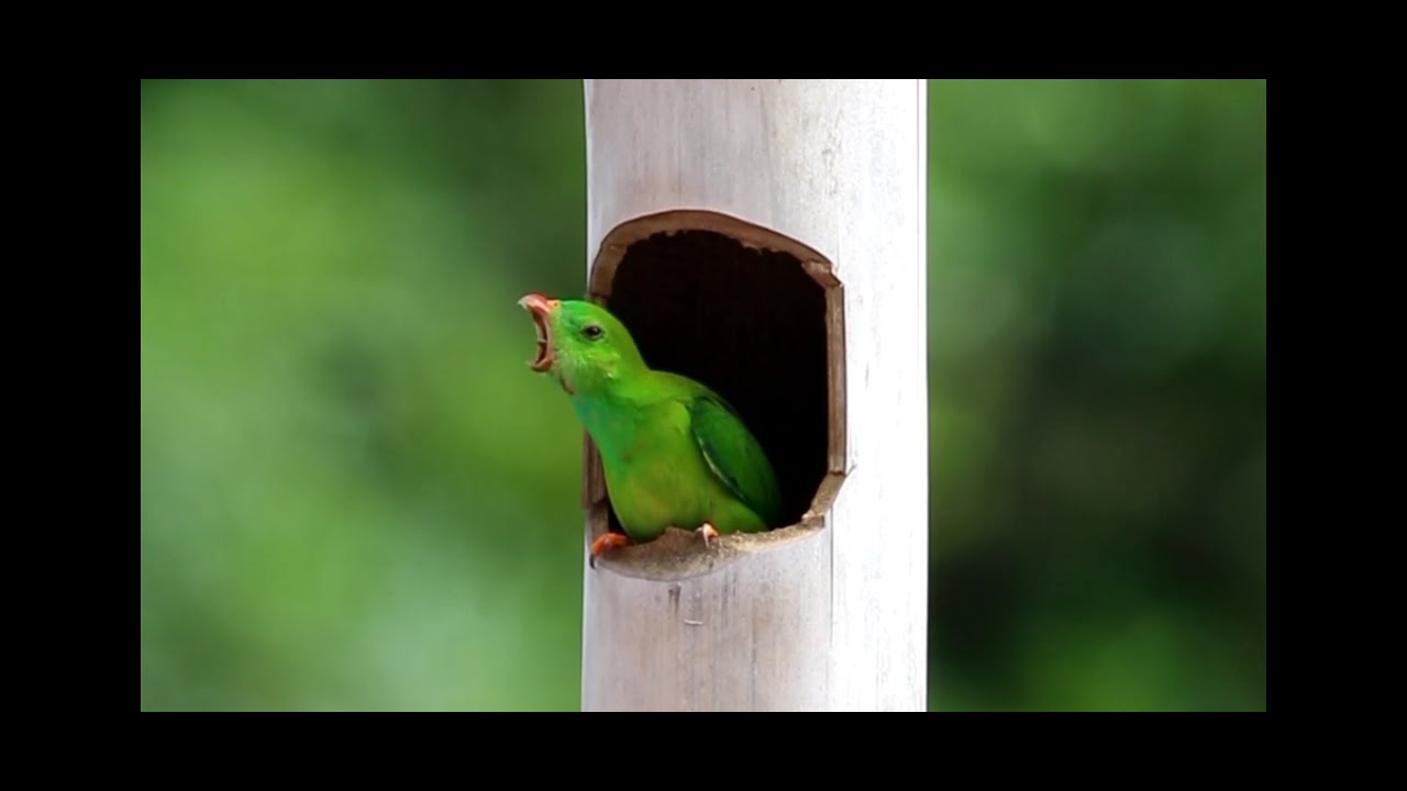 Pygmy hanging Parrot || Tangkoko - YouTube