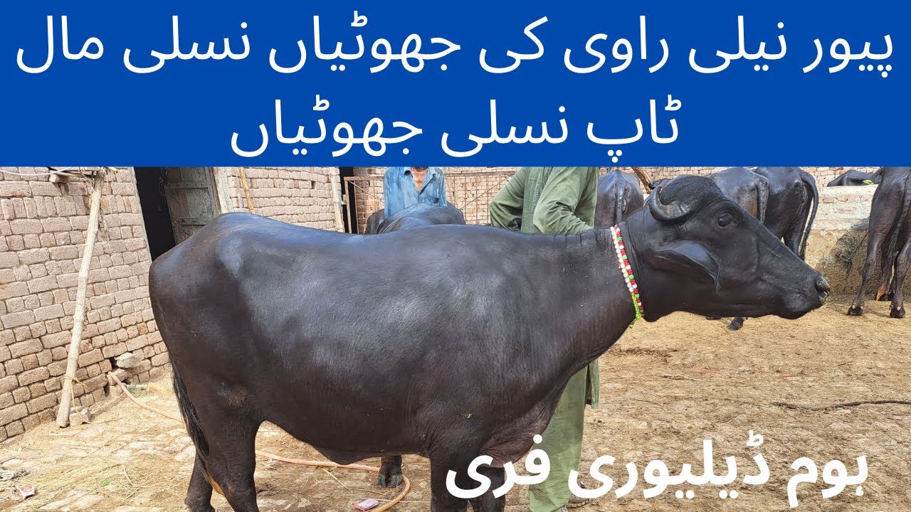 Pure Nali Top Quality Heifers Farming In Okara |Beautiful Nali Katti ...