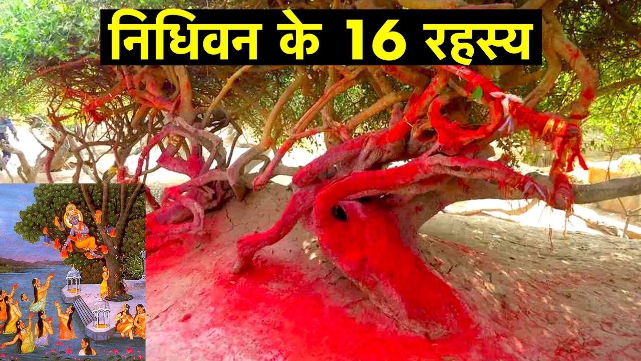 16 interesting facts about Nidhivan, Vrindavan | निधिवन के 16 रहस्य ...