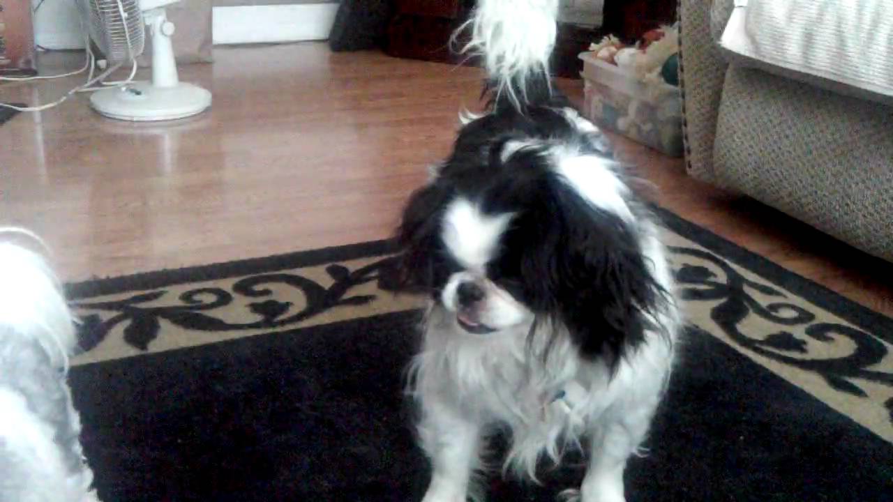 dogs playing - YouTube