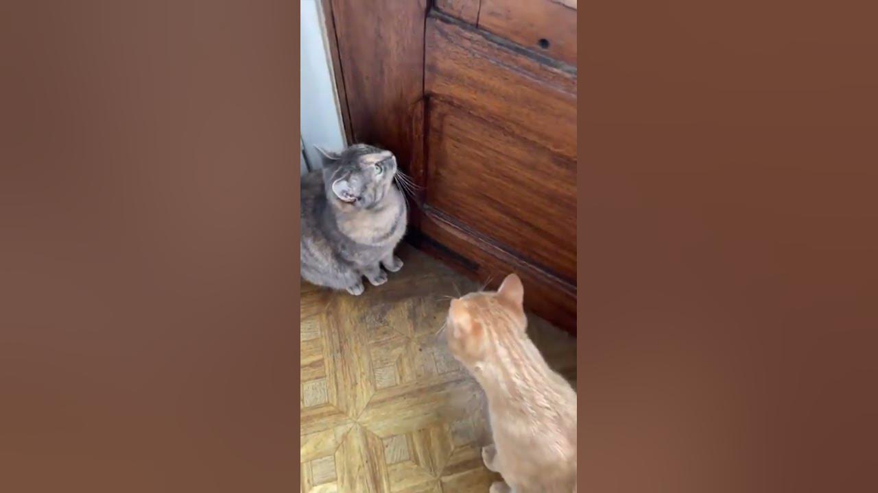 Sounds That Attract Cats Meow To Make Cats Come To You YouTube sounds-that-attract-cats-meow-to-make-cats-come-to-you-youtube
