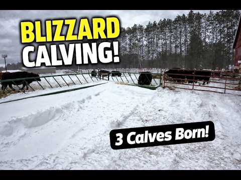 Calving in a Blizzard! New Simmental Calves + Massive Snowstorm Chaos