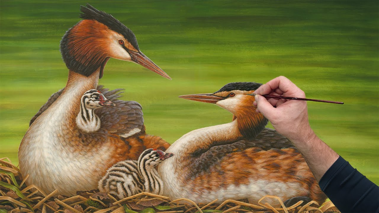 Painting a Lifelike Portrait of Great Crested Grebes | Wildlife Art ...