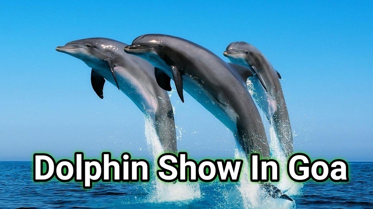 🐬 Dolphin Show#North Goa Dolphin Watching Boat Tour In Goa - YouTube