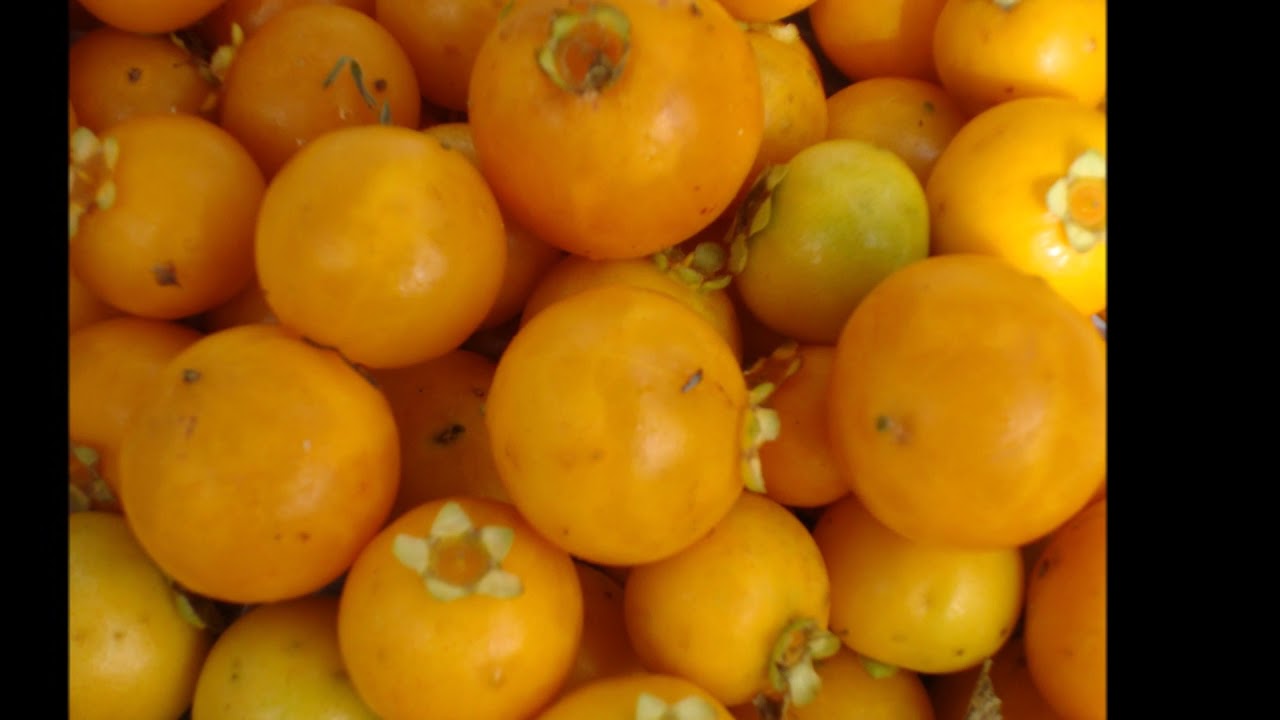 BENEFÍCIOS DA GABIROBA PARA A SAÚDE - YouTube