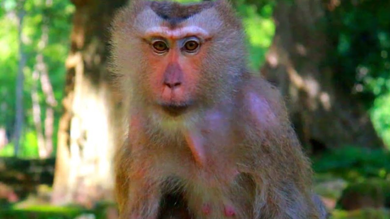 Wildlife Monkey Elderly Cara Comfortable Groom | The monkeys - YouTube