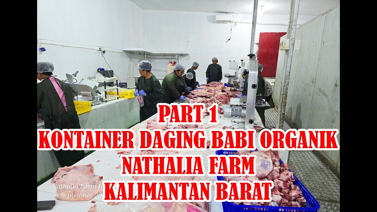 KONTAINER DAGING BABI ORGANIK KE KALIMANTAN BARAT - YouTube