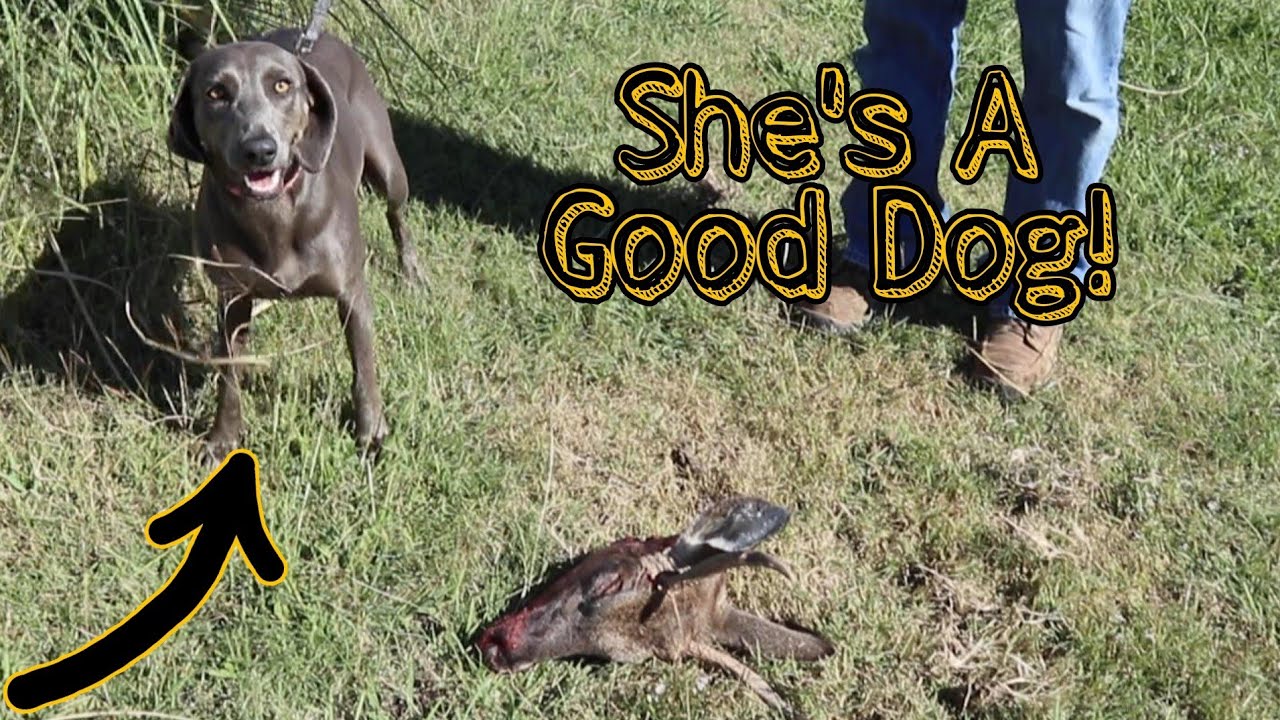 Blood Trailing With Blue Lacy - Deer Tracking - YouTube