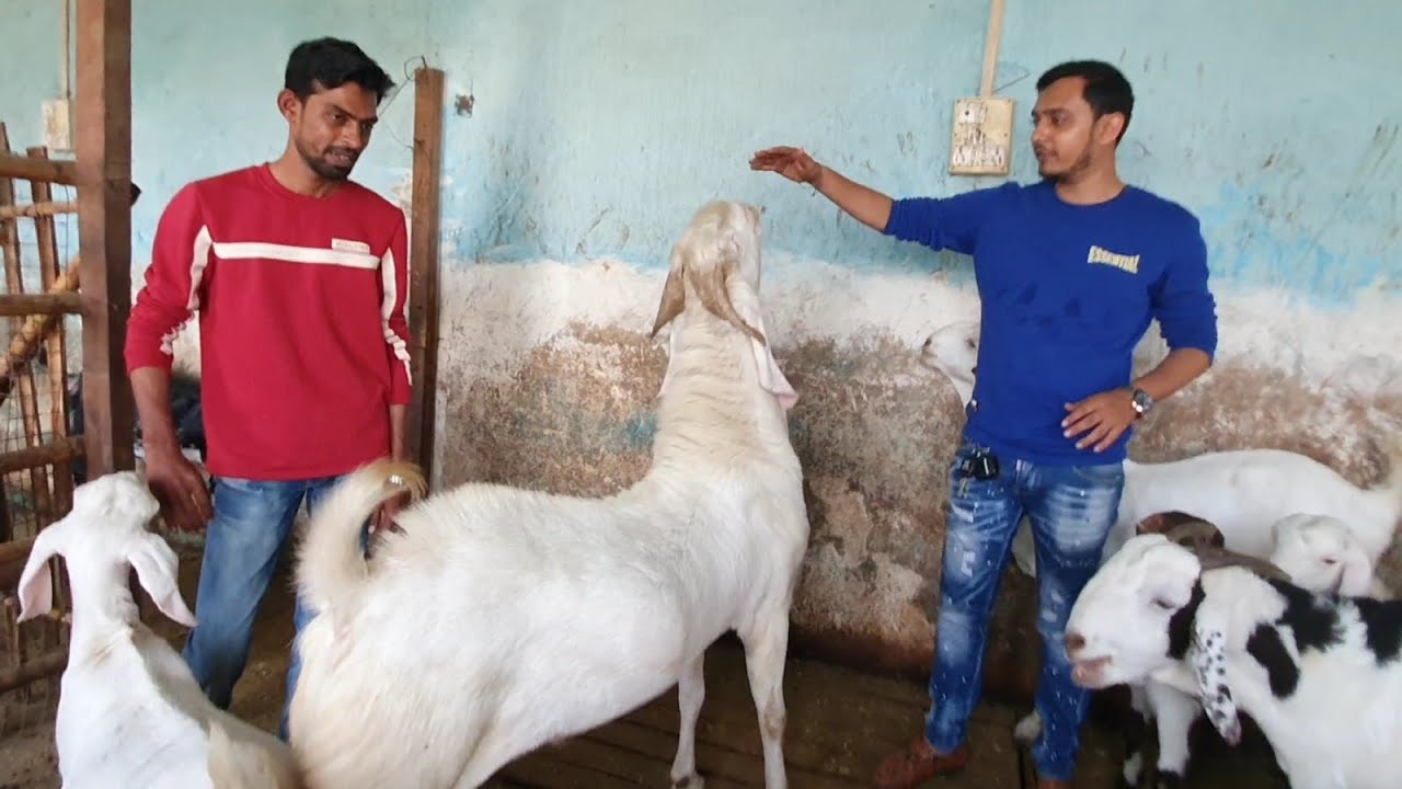 ARK Goat Farm Ka Breeding Setup And Full Tour. - YouTube