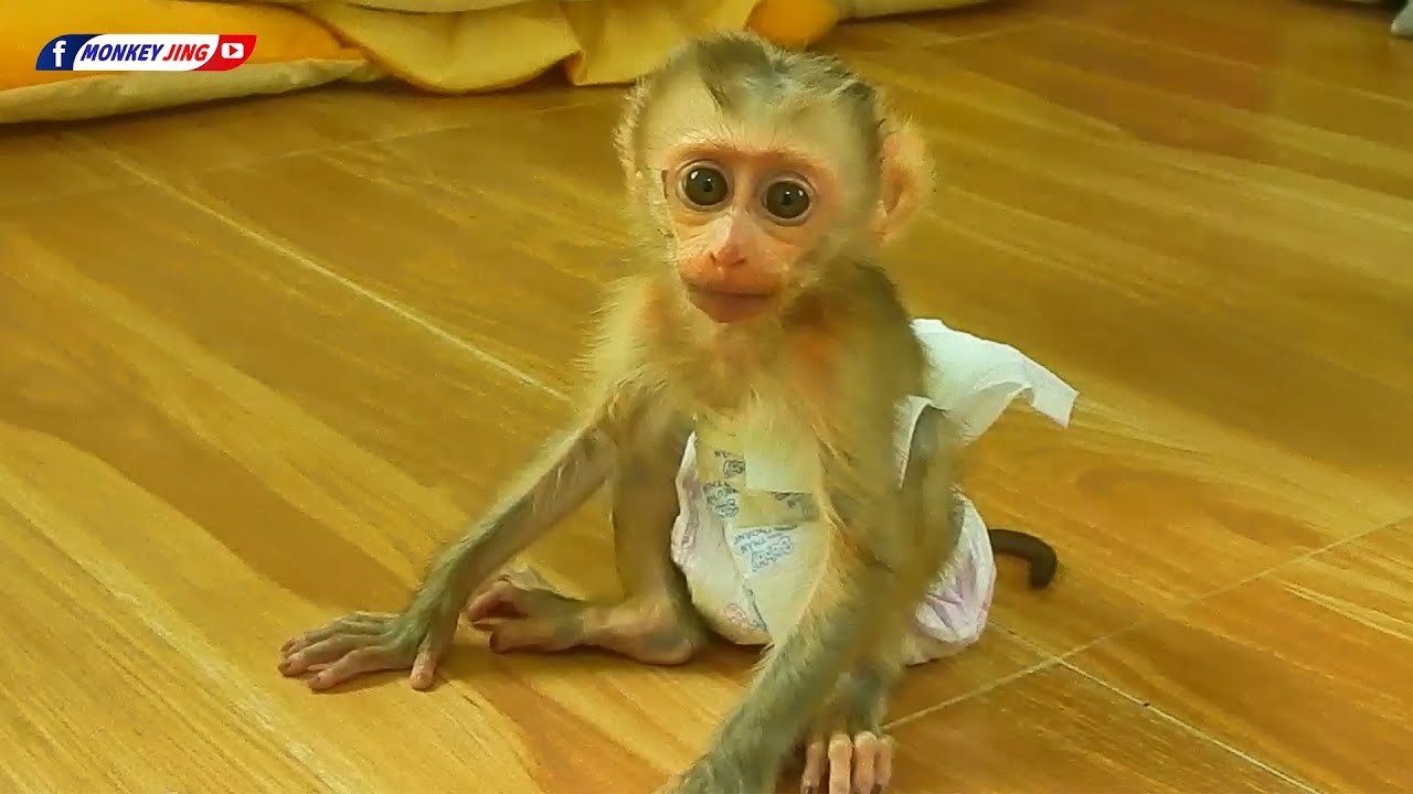 Baby Monkey | Newborn Baby Monkey JING Sitting On Floor - YouTube