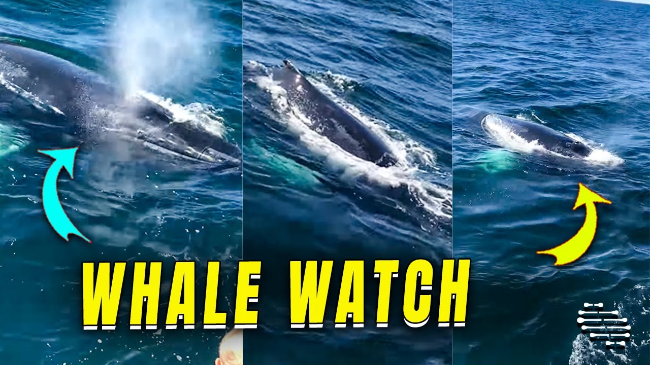 Whales Watch People During Whale Watching Trip - YouTube