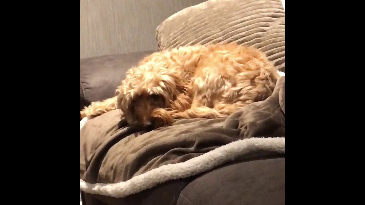 Bella Cockapoo week 3 pregnant like subscribe - YouTube