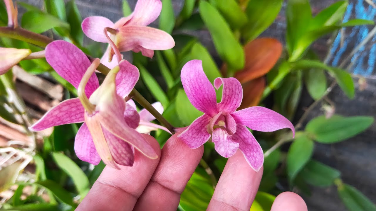 Live Anggrek Jadul Rosmery, Liniale blue, Azima super Jumbo dan Budiono ...