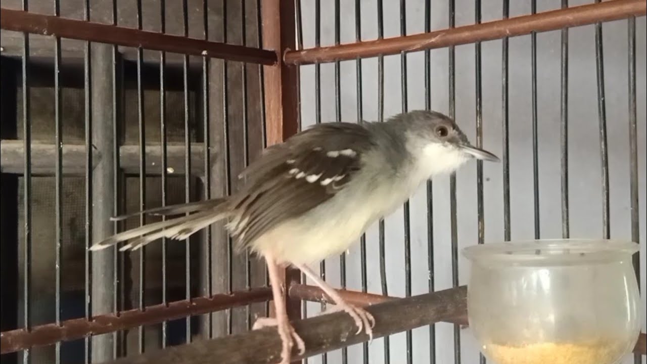 ciblek semi gacor, putar 1 menit saja ciblek pasti nyaut || ciblek semi ...