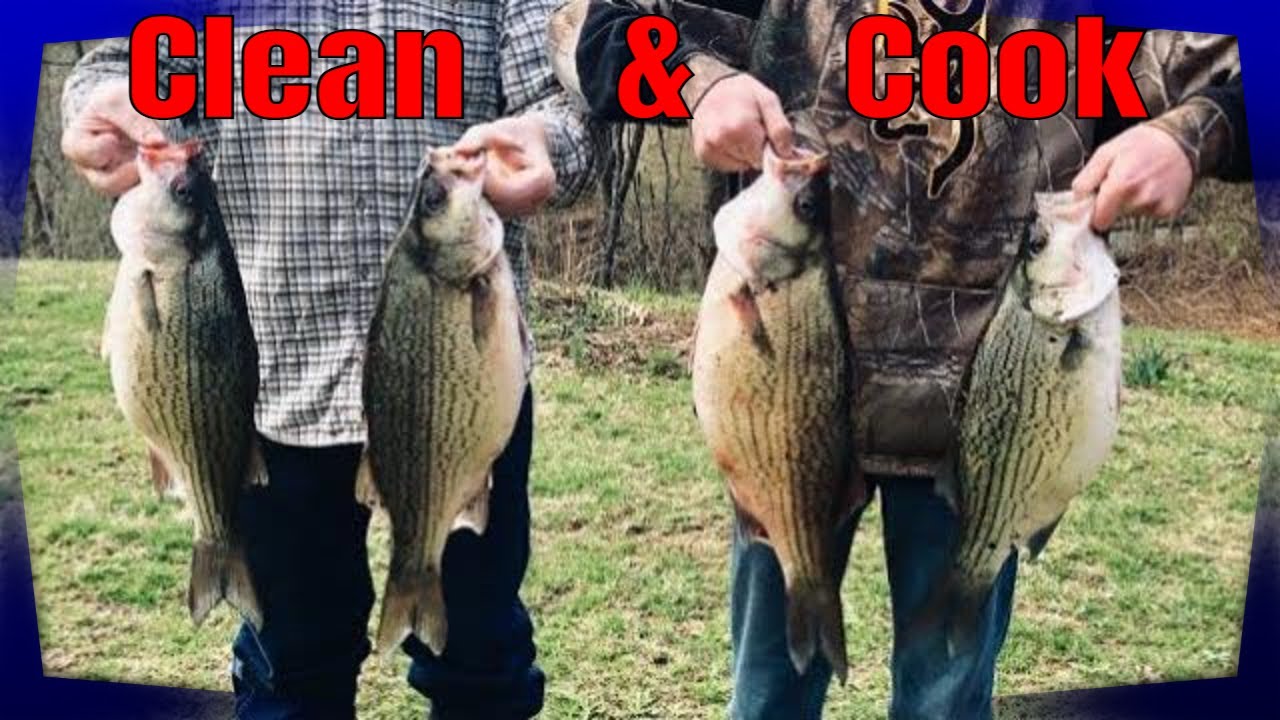 Hybrid Striped bass | Fish clean and cook - YouTube