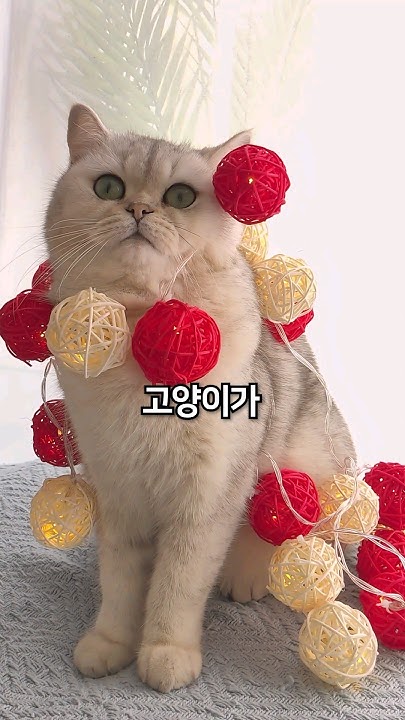 농구공이 주황색인 이유 🏀 Youtube