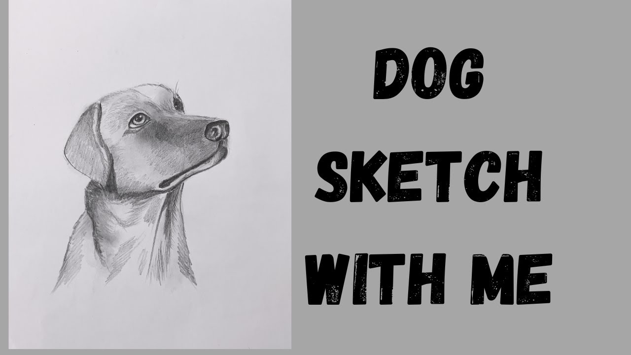 how to sketch and shade a dog ? - YouTube
