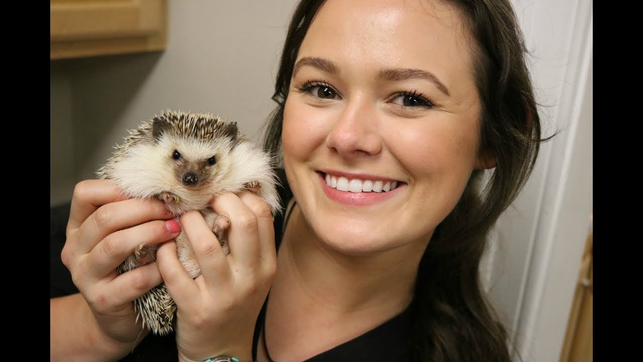 Horses & Hedgehog X-rays | Veterinary Vlog#16 - YouTube