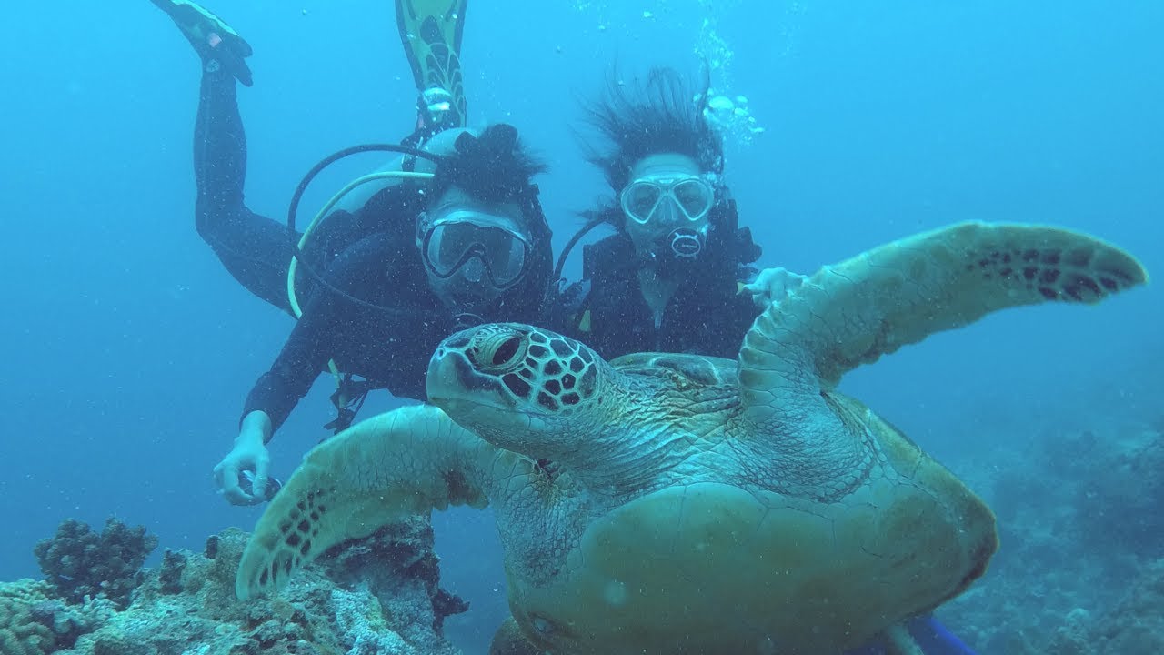 Diving in Moalboal Feb 23rd to 28th 2018 - YouTube