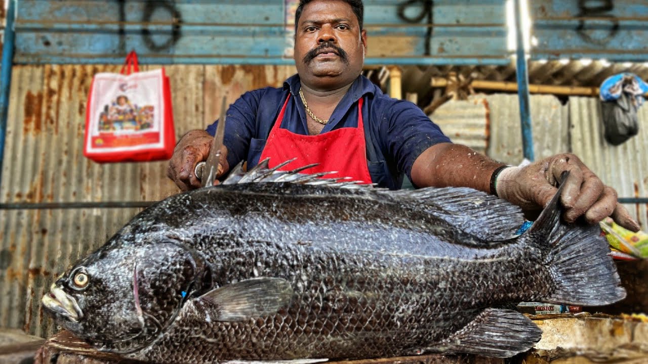 KASIMEDU 🔥 SPEED SELVAM | BIG SIZE BLACK SEA BOSS FISH CUTTING | 4K ...