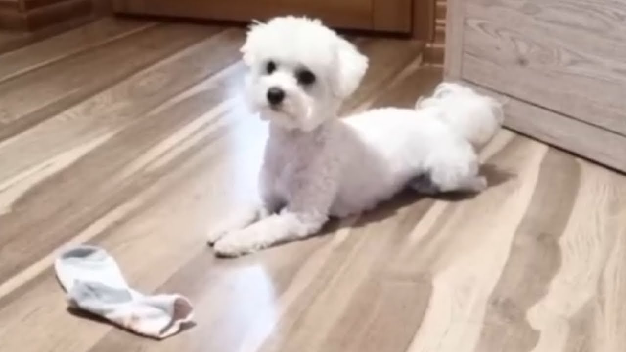 My sock is just great - Moments from the life of a cute Maltese dog ...