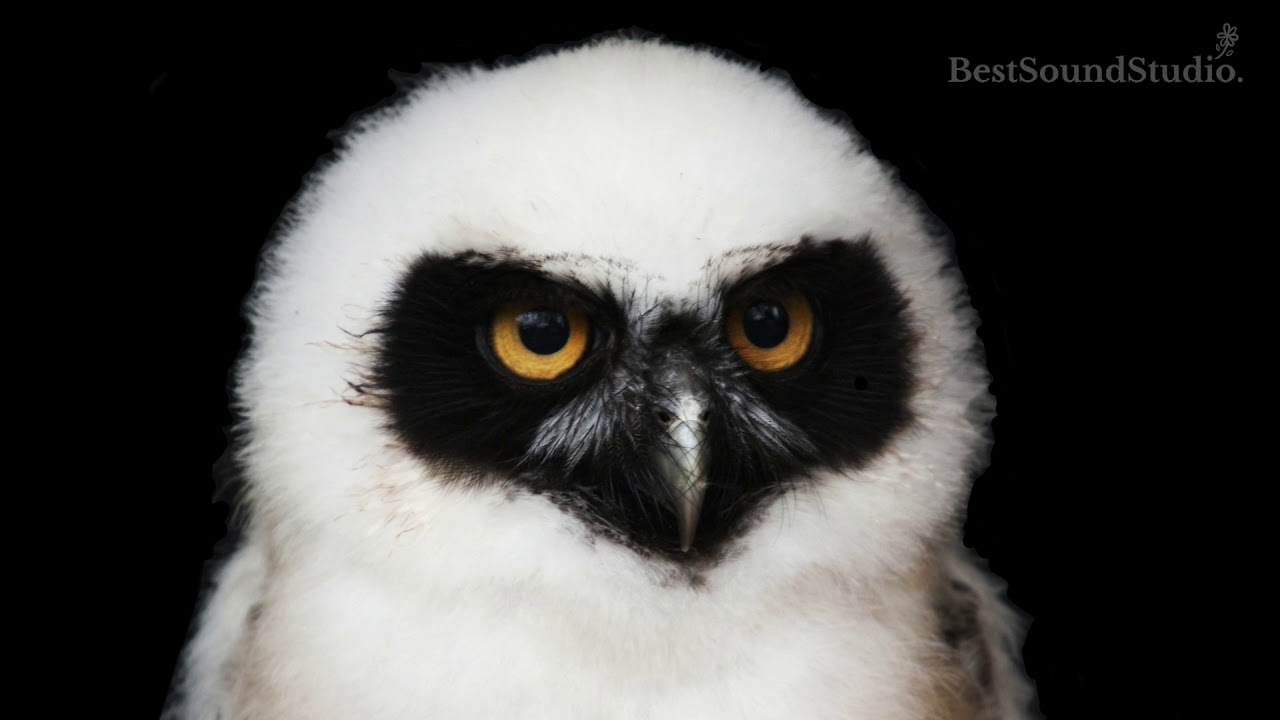 10 HOURS Owls Hooting Sounds | Relaxing, Nature, Meditation ...