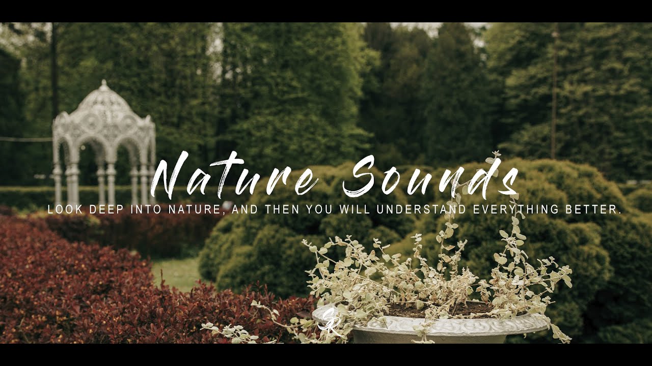 Nature Sounds - Birds Singing In the Forest - Calm Woods - Connecting ...