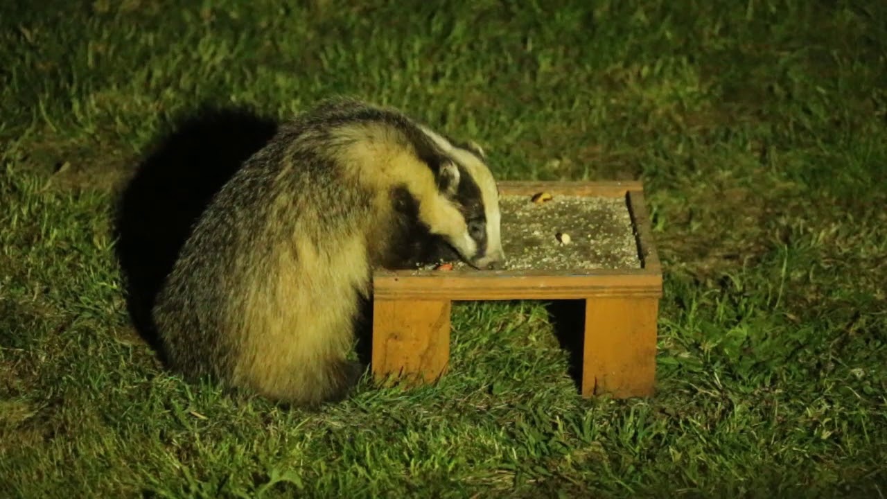 Badger - May 2020 - 13 - Brazil Nuts, under the table and examines ...