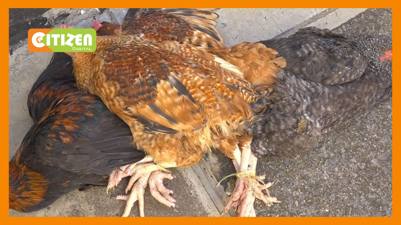 KALRO to work with 20 counties to boost poultry yield - YouTube