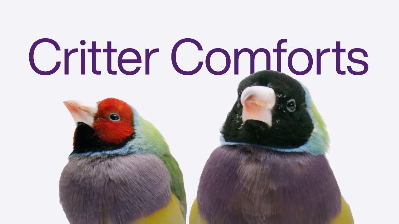 TELUS | Critter Comforts - YouTube