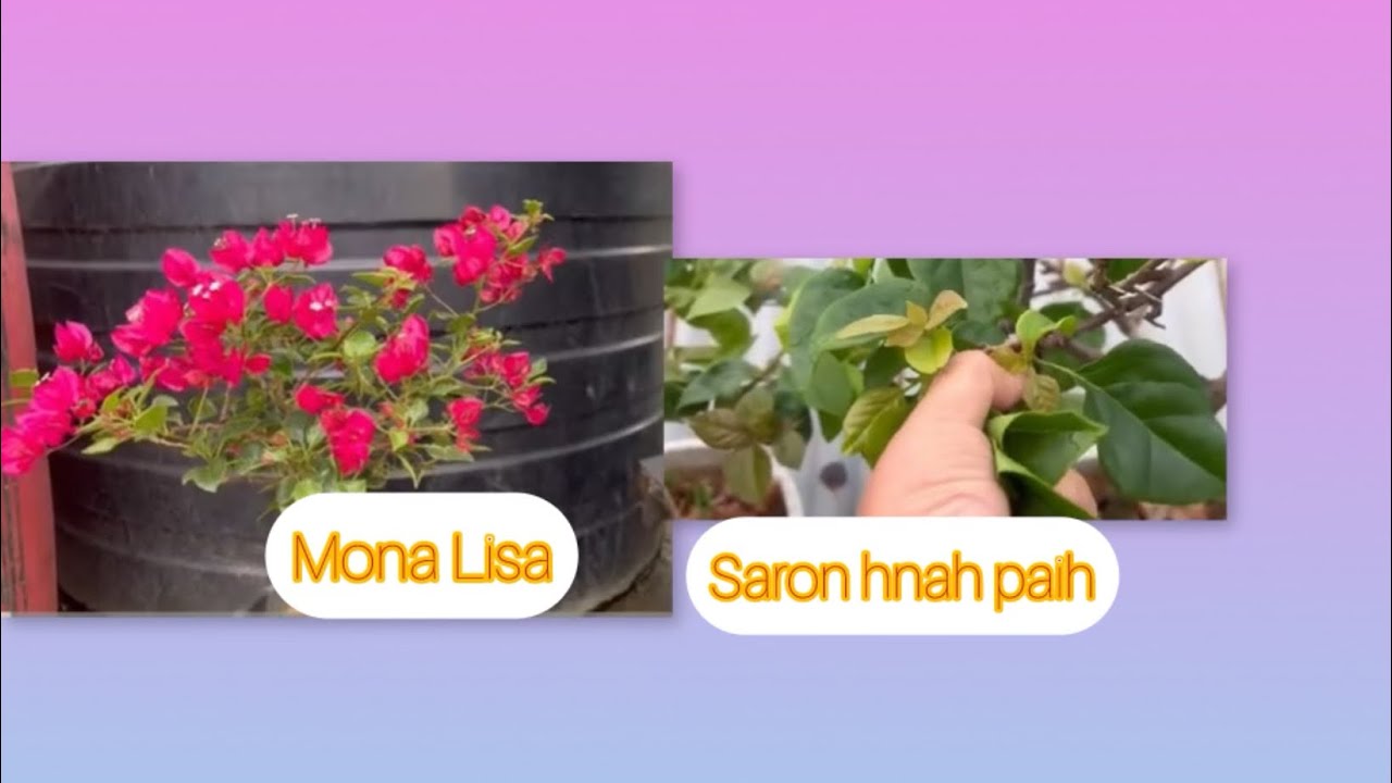 Saron hnah paih ngei ngei tur chi : Mona Lisa a lo par ve leh ta e # ...