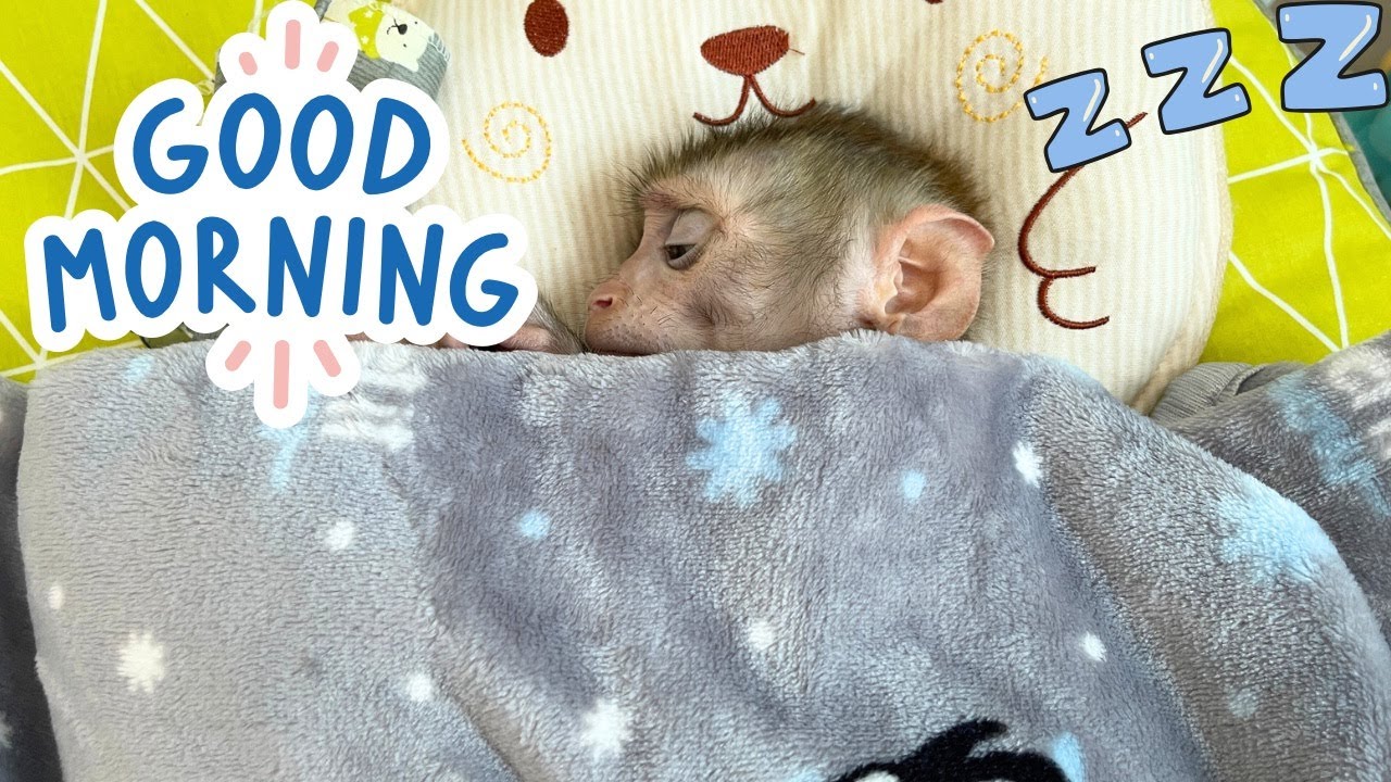 Baby Monkey LuLu took a bath in the basin and fell into a good sleep - YouTube