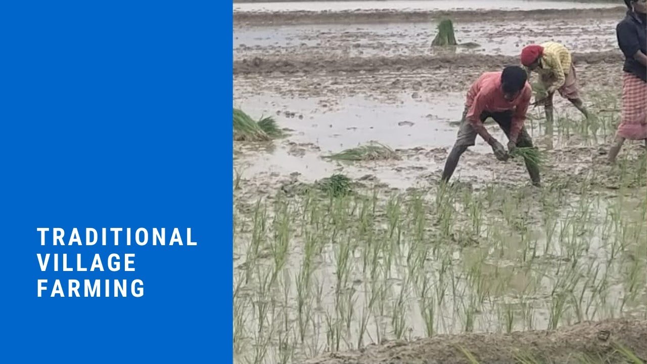 Traditional Village Farming - YouTube